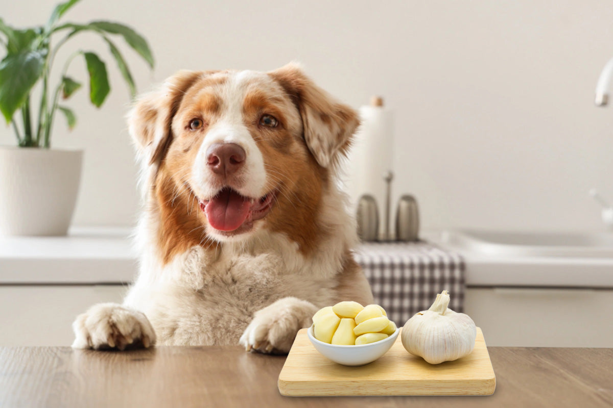 Garlic and Dogs: A Safe Superfood or Hidden Danger? – Grandma Lucy's
