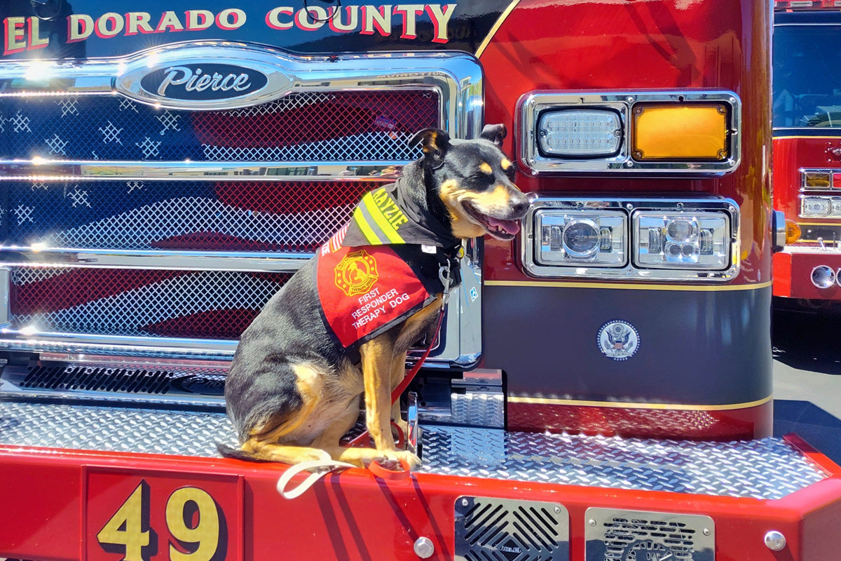 How a First Responder Therapy Dog Comforts Heroes on the Front Lines ...