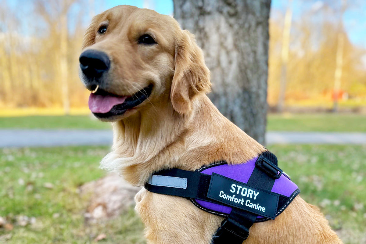 Meet Story: Firefly Meadow’s Comfort Canine with a Heart of Gold(en ...