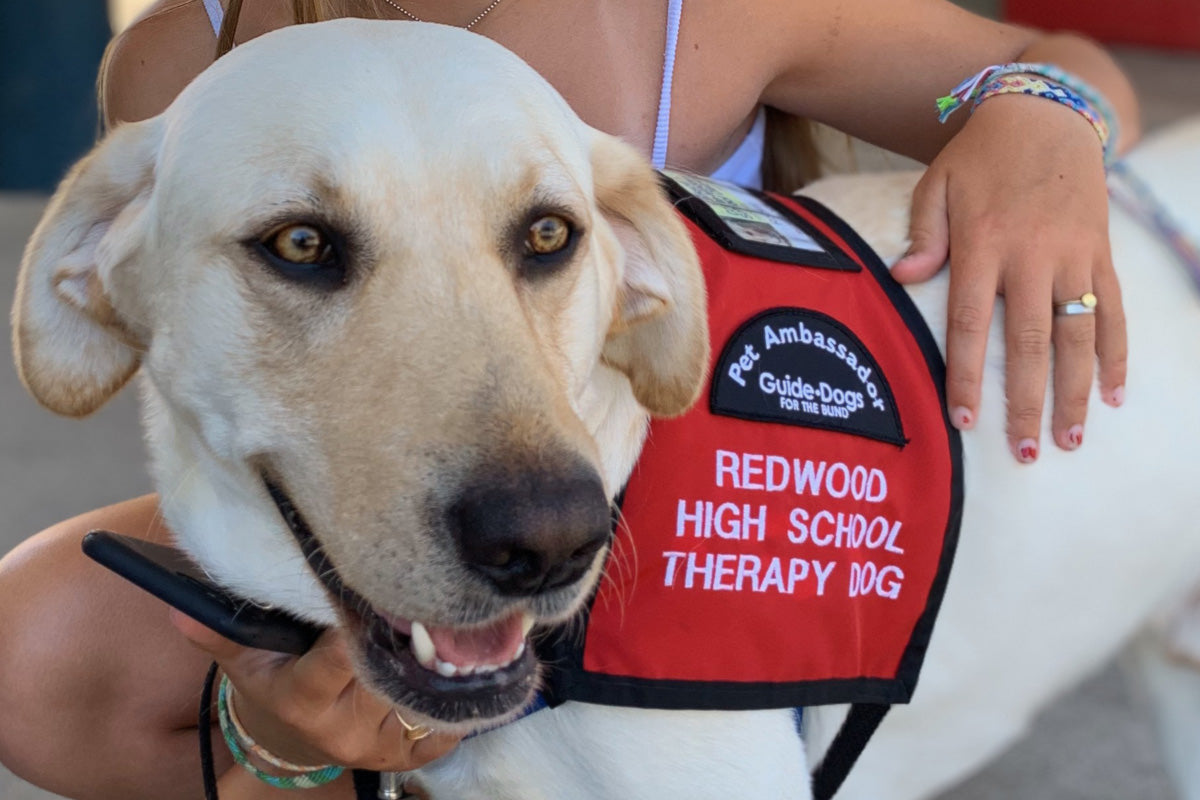 Meet Rocket: A First Responder and Classroom Therapy Dog – Grandma Lucy's