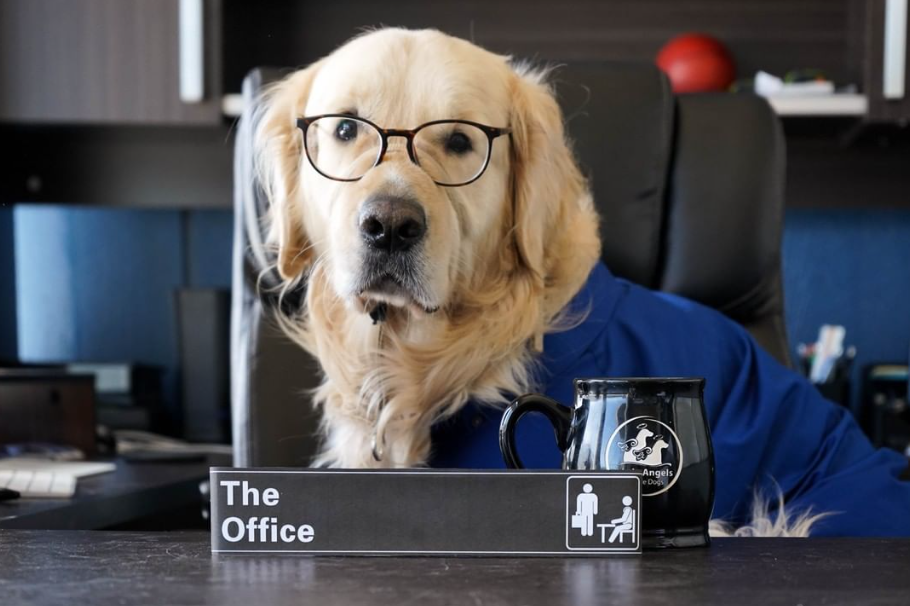 Hard at Work with "The Office" Litter – Grandma Lucy's
